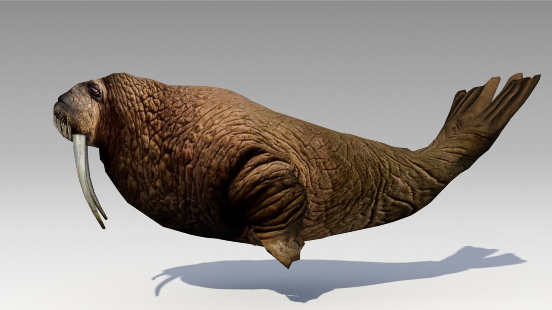 Walrus Animations 3D Model - TurboSquid 1159353