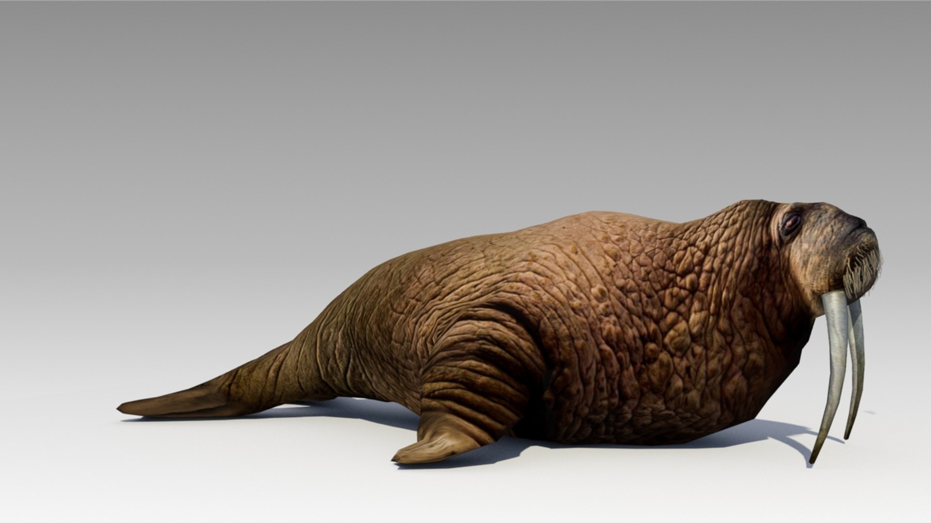 Walrus Animations 3D Model - TurboSquid 1159353