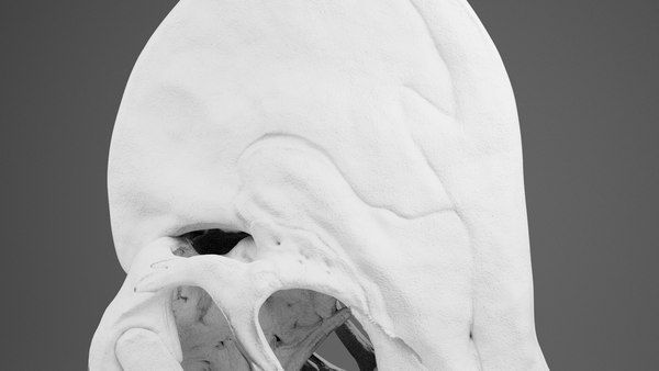 modelo 3d Corythosaurus skull - TurboSquid 1980088