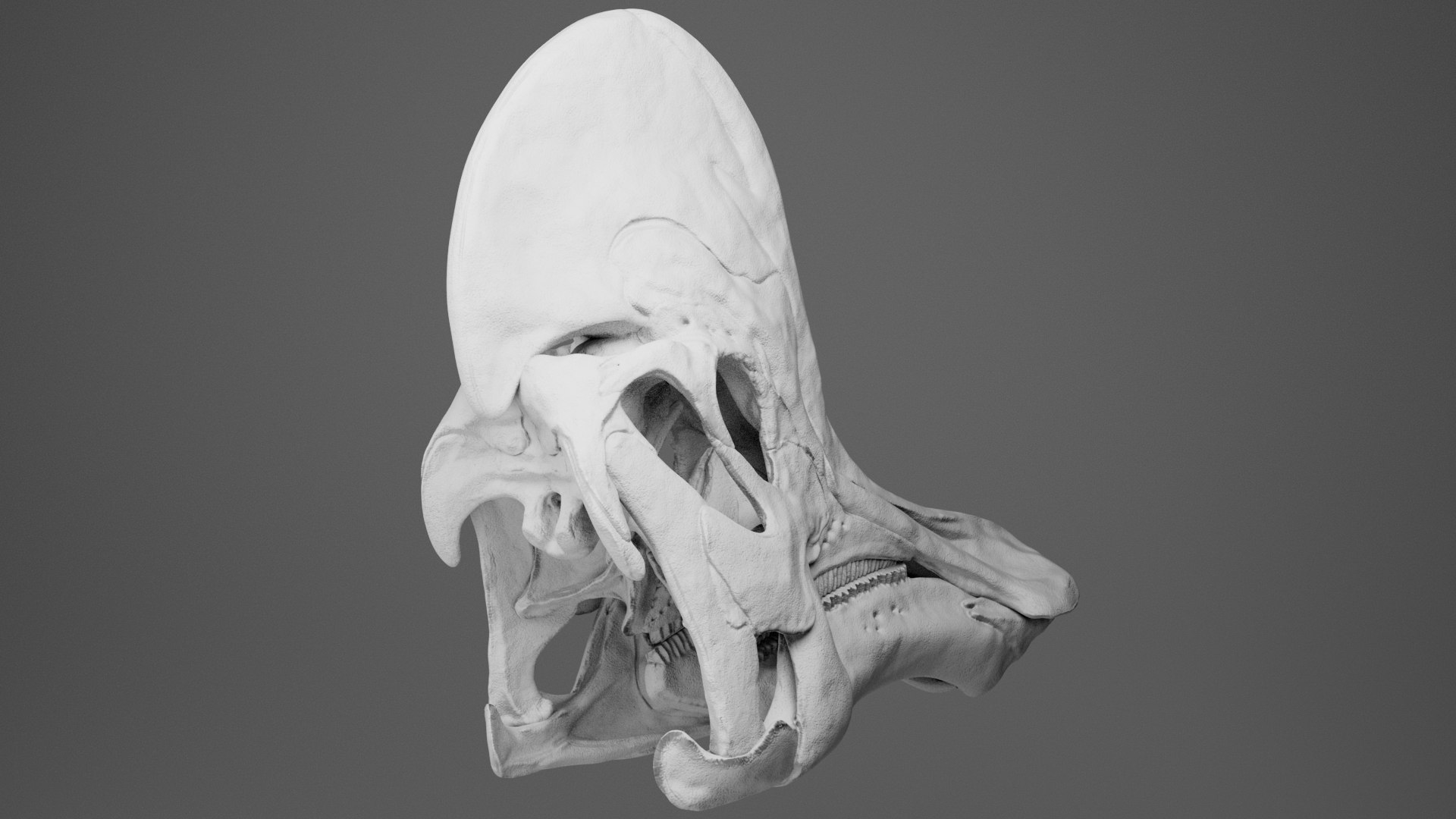 3D Corythosaurus Skull - TurboSquid 1980088