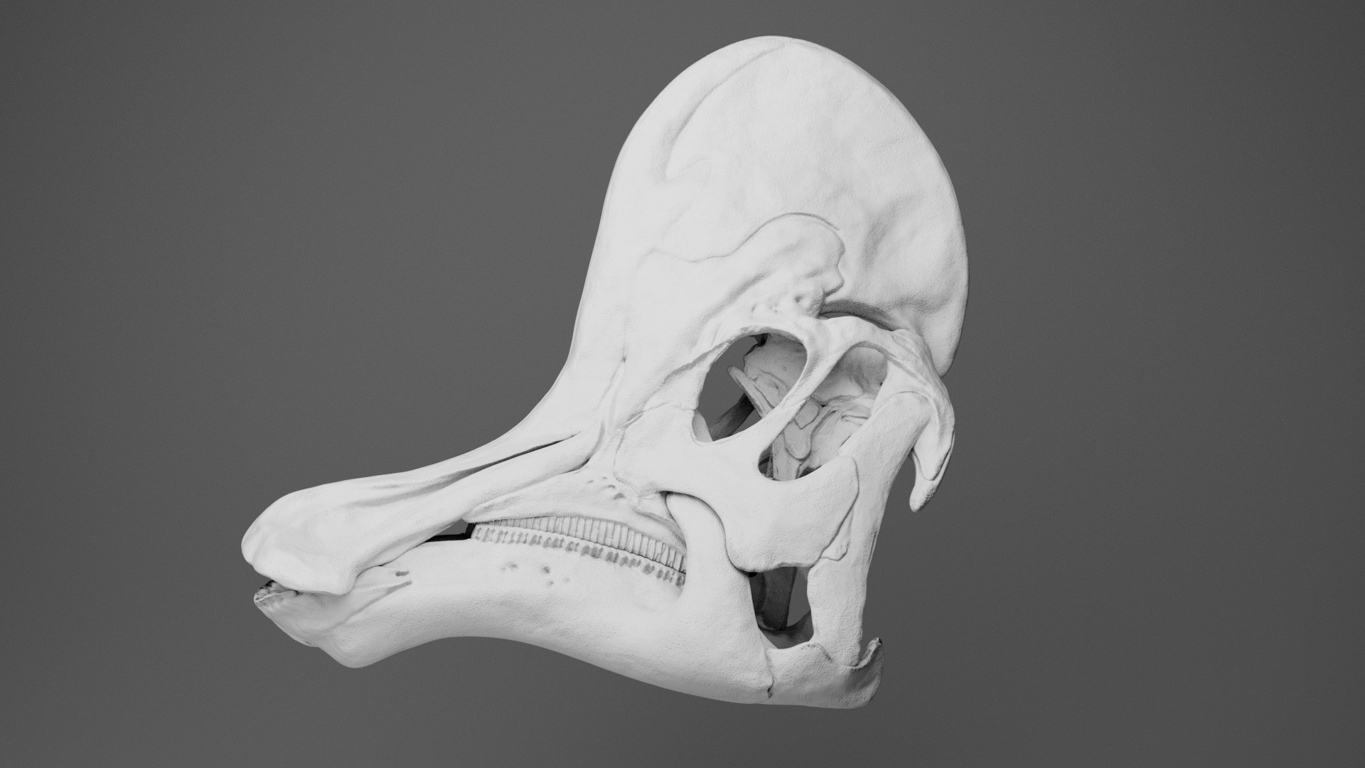 3D Corythosaurus Skull - TurboSquid 1980088