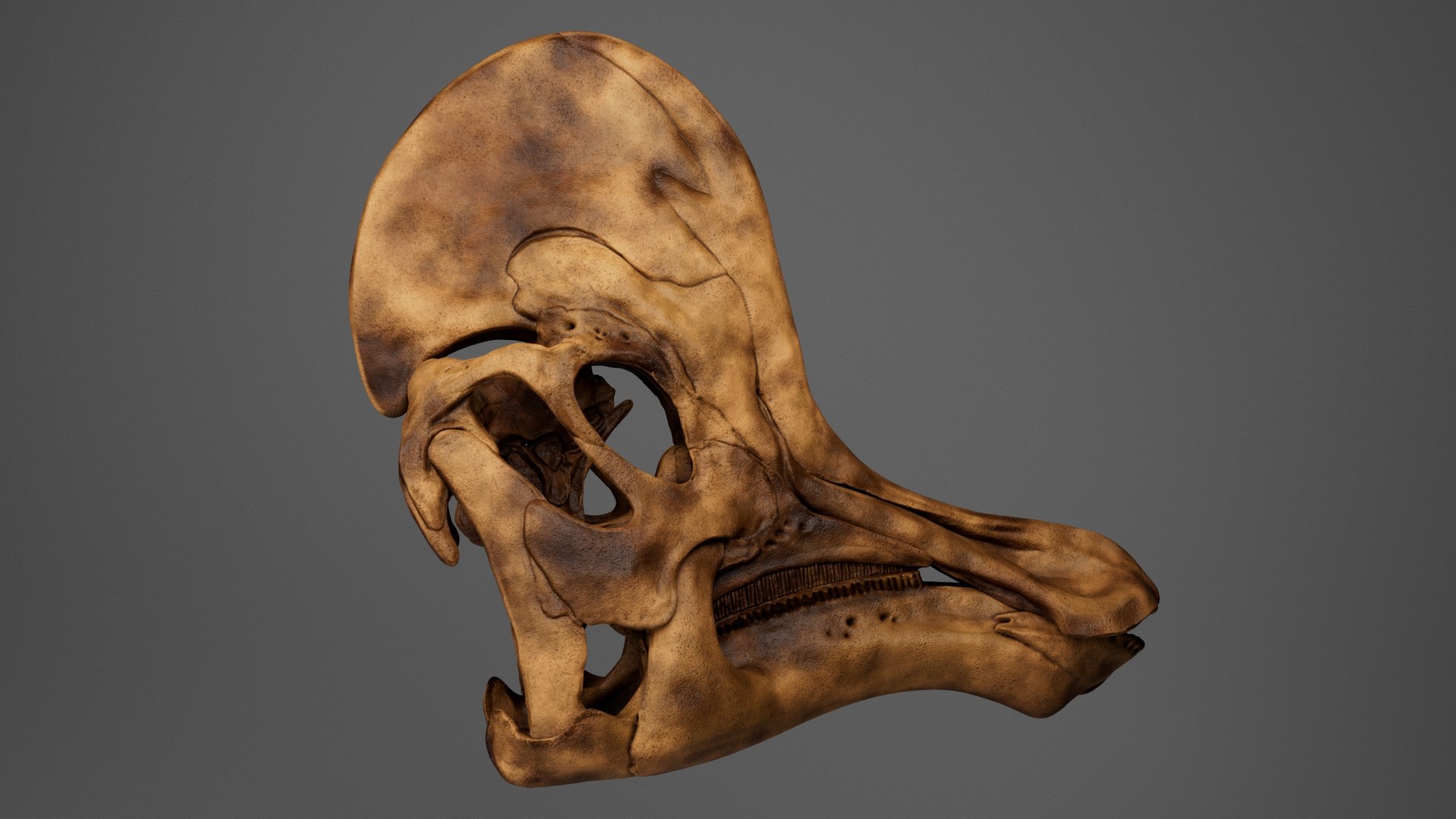 3D Corythosaurus Skull - TurboSquid 1980088