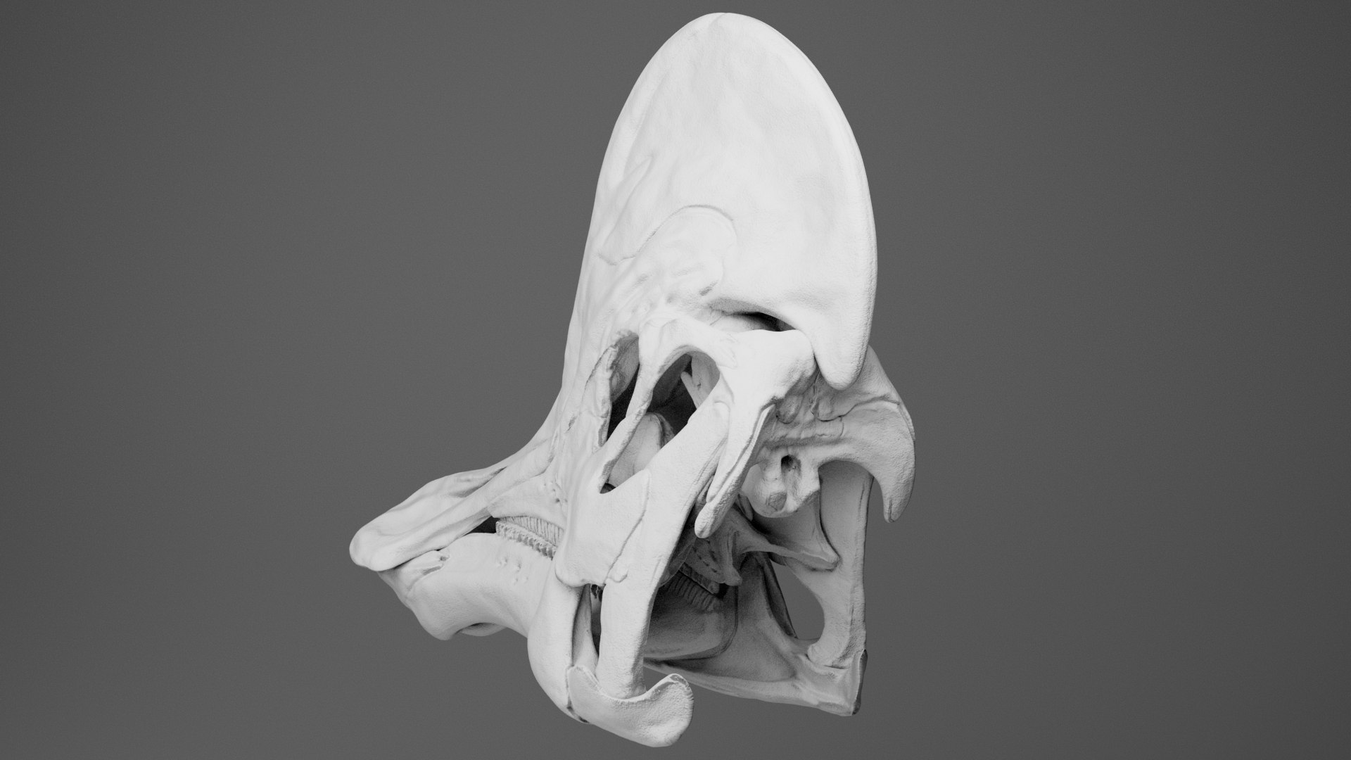 3D Corythosaurus Skull - TurboSquid 1980088