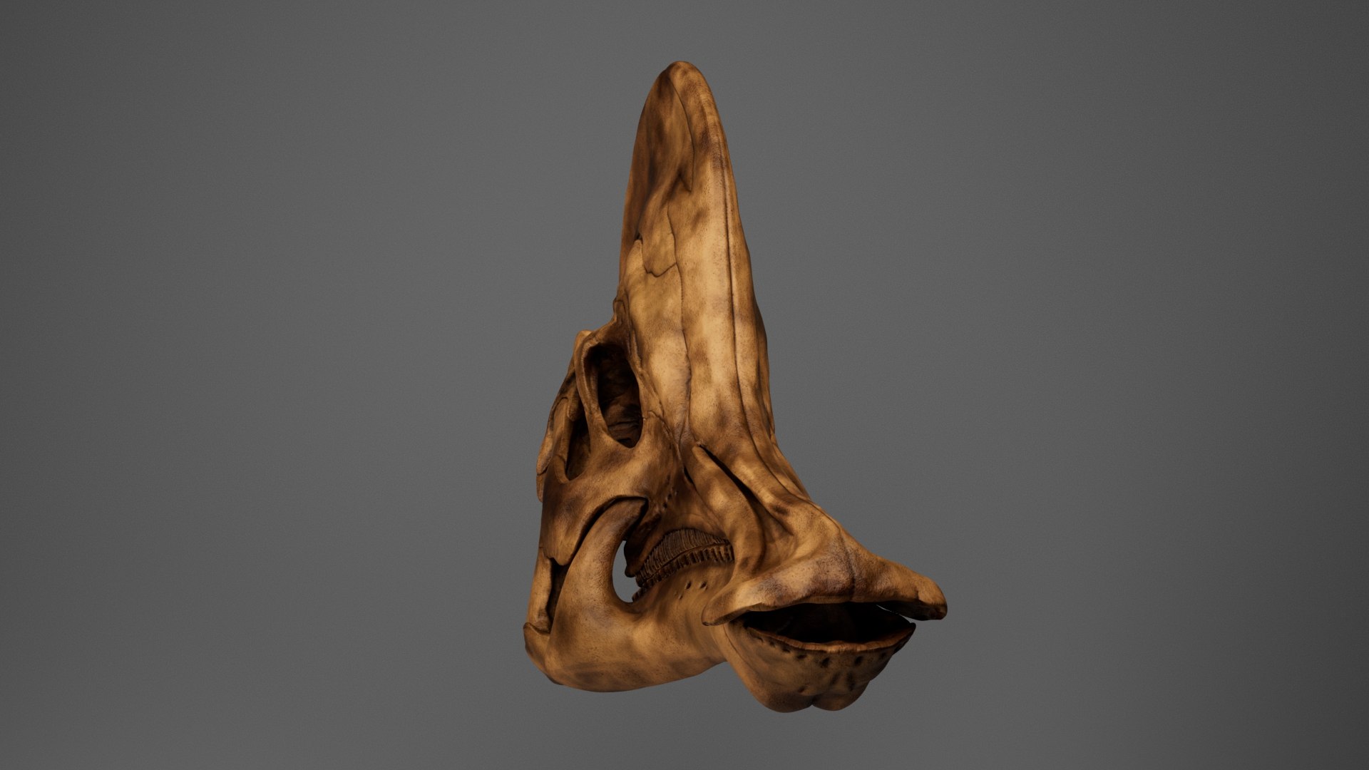 3D Corythosaurus Skull - TurboSquid 1980088