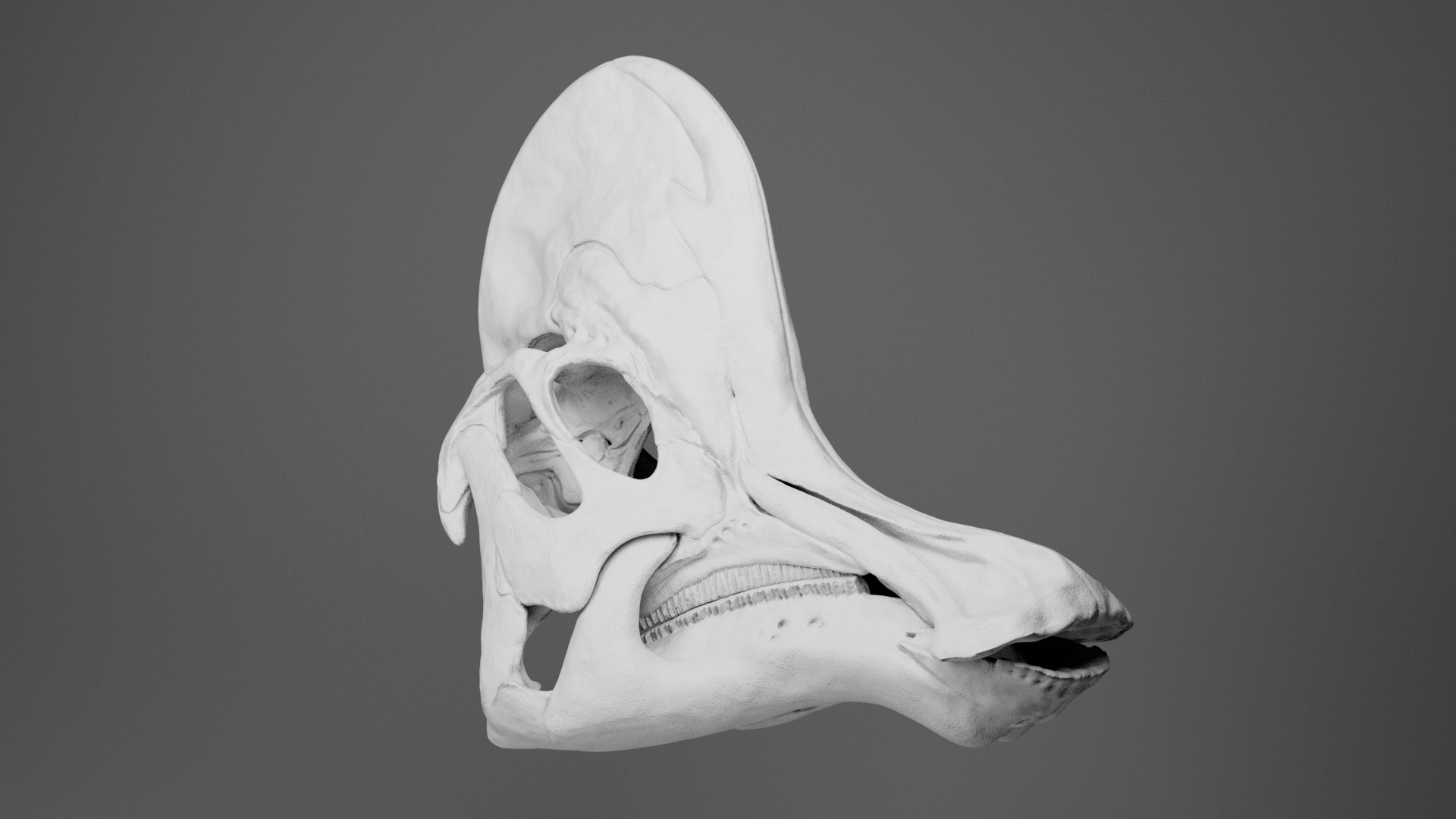3D Corythosaurus Skull - TurboSquid 1980088