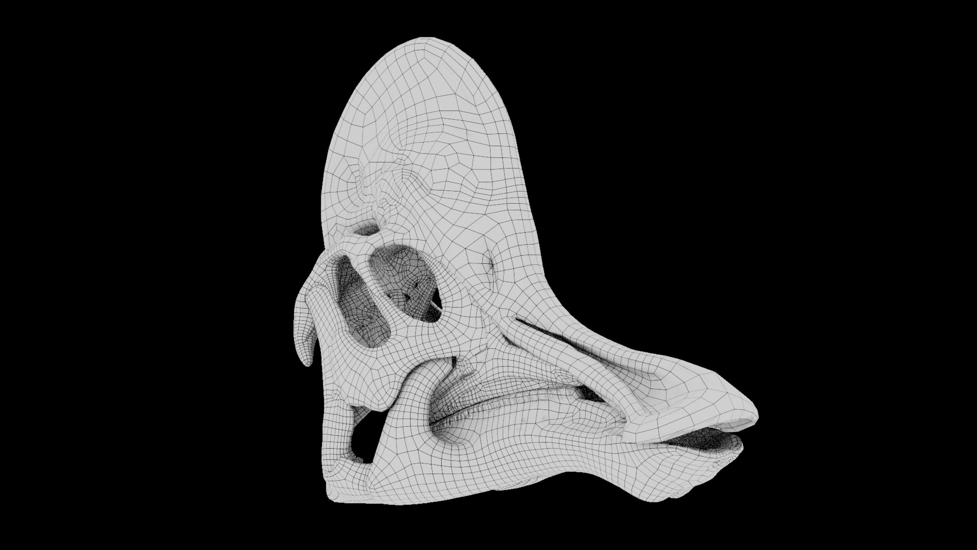3D Corythosaurus Skull - TurboSquid 1980088