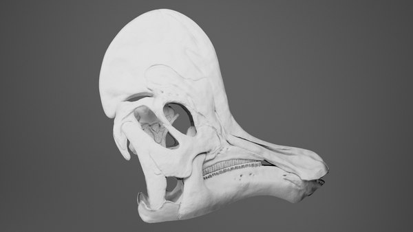 modelo 3d Corythosaurus skull - TurboSquid 1980088