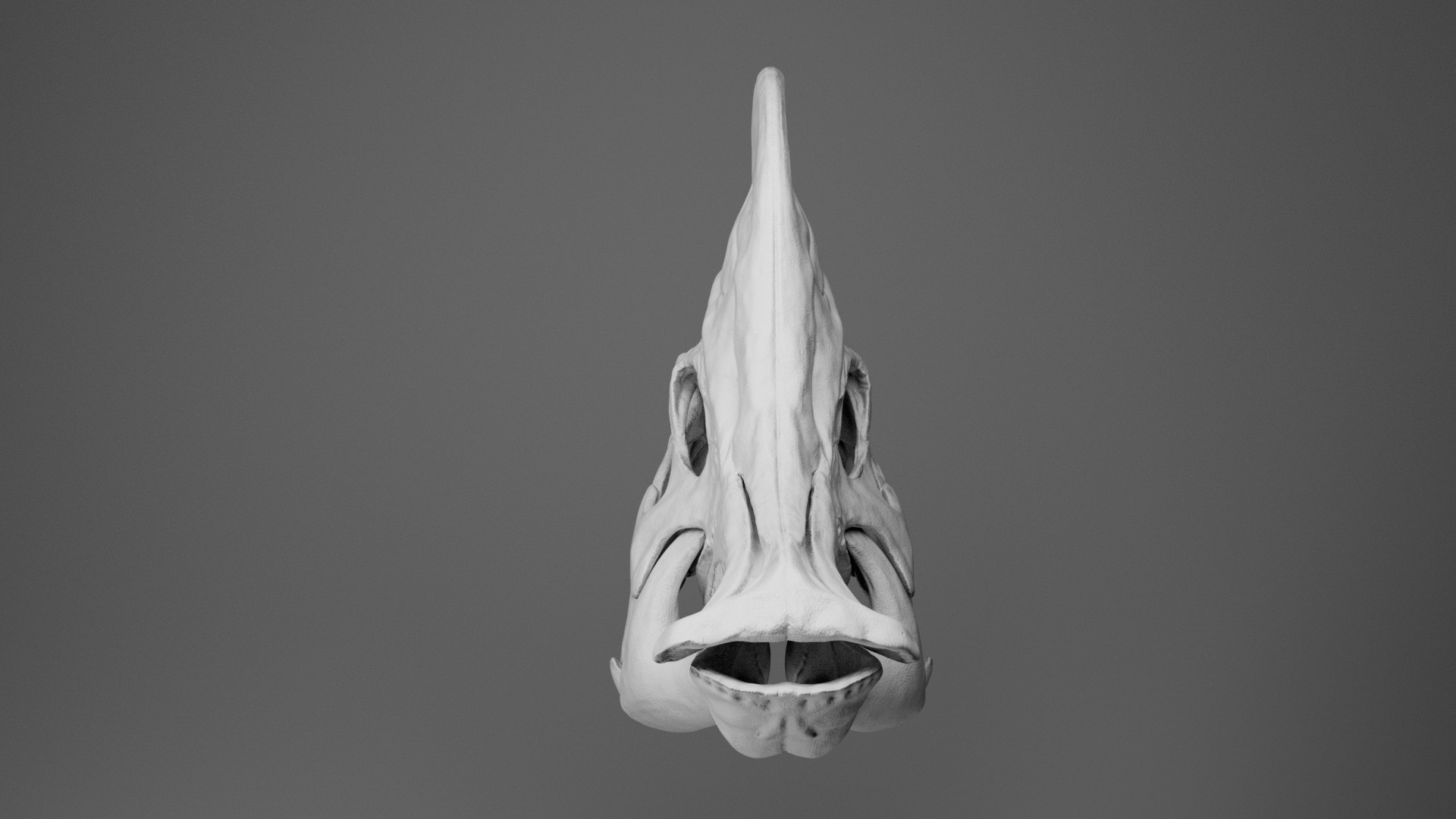 3D Corythosaurus skull - TurboSquid 1980088