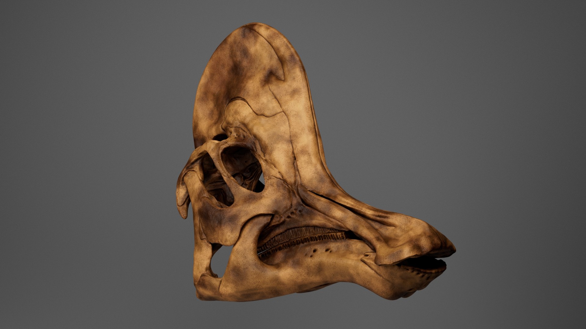 3D Corythosaurus Skull - TurboSquid 1980088