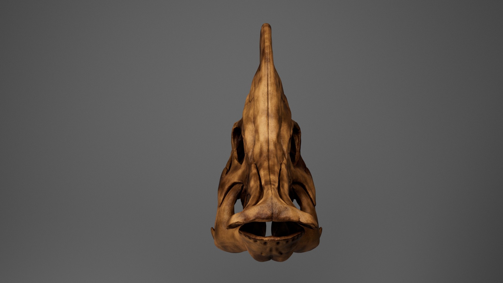 3D Corythosaurus Skull - TurboSquid 1980088