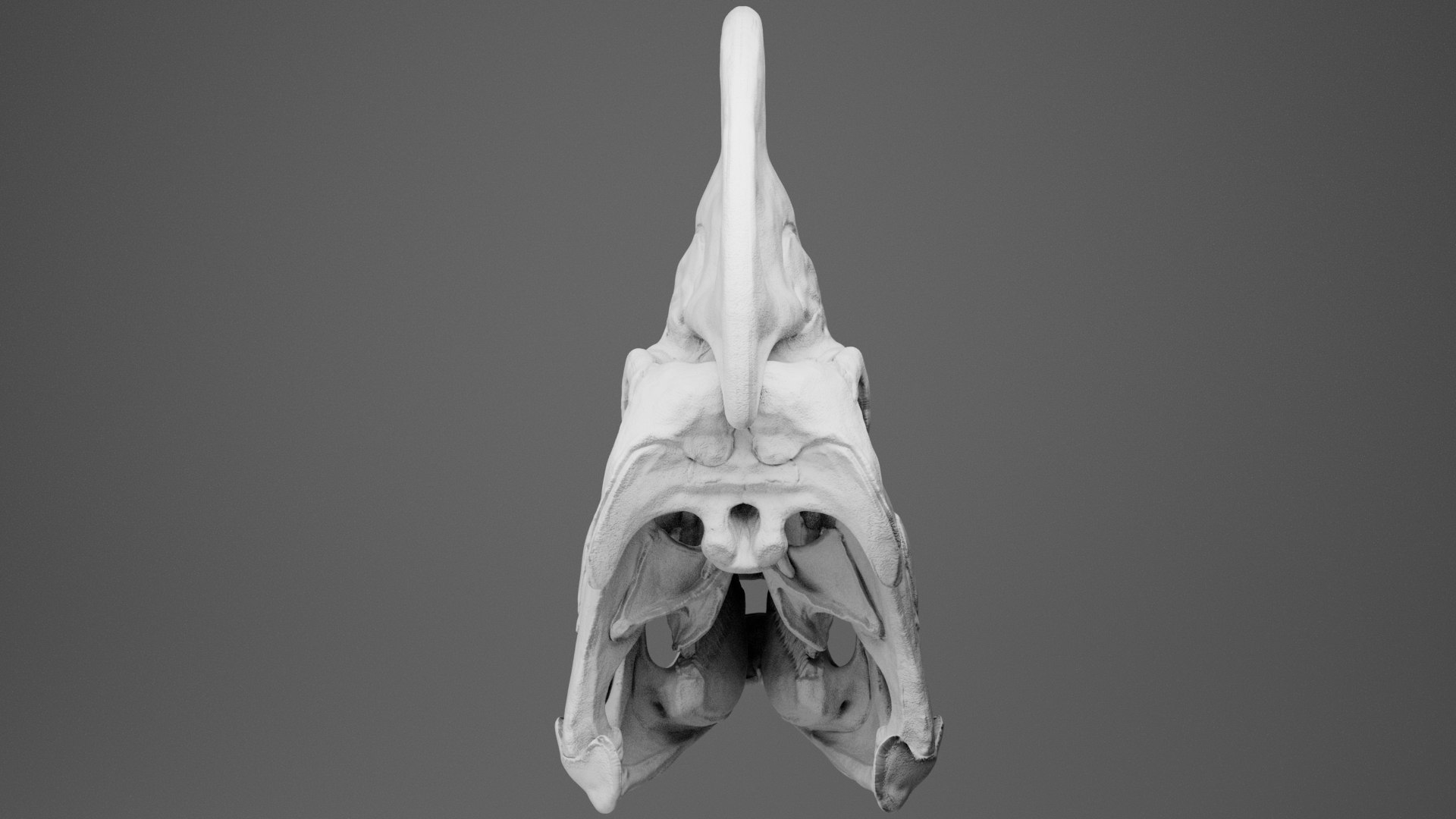 3D Corythosaurus Skull - TurboSquid 1980088