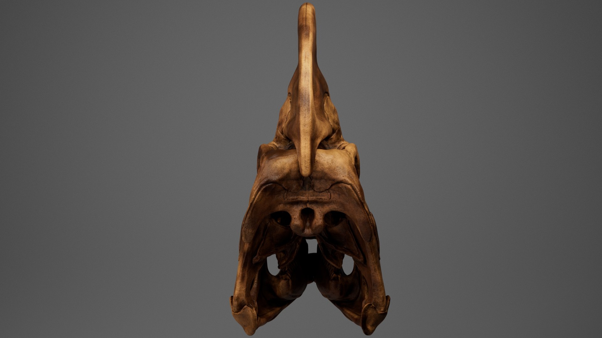 3D Corythosaurus Skull - TurboSquid 1980088