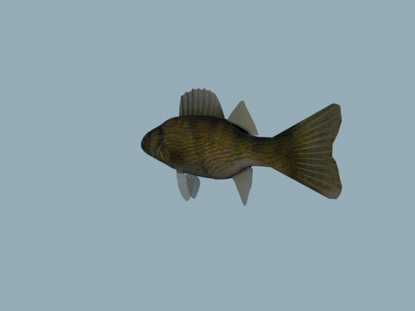 Walleye Fish 3d Model