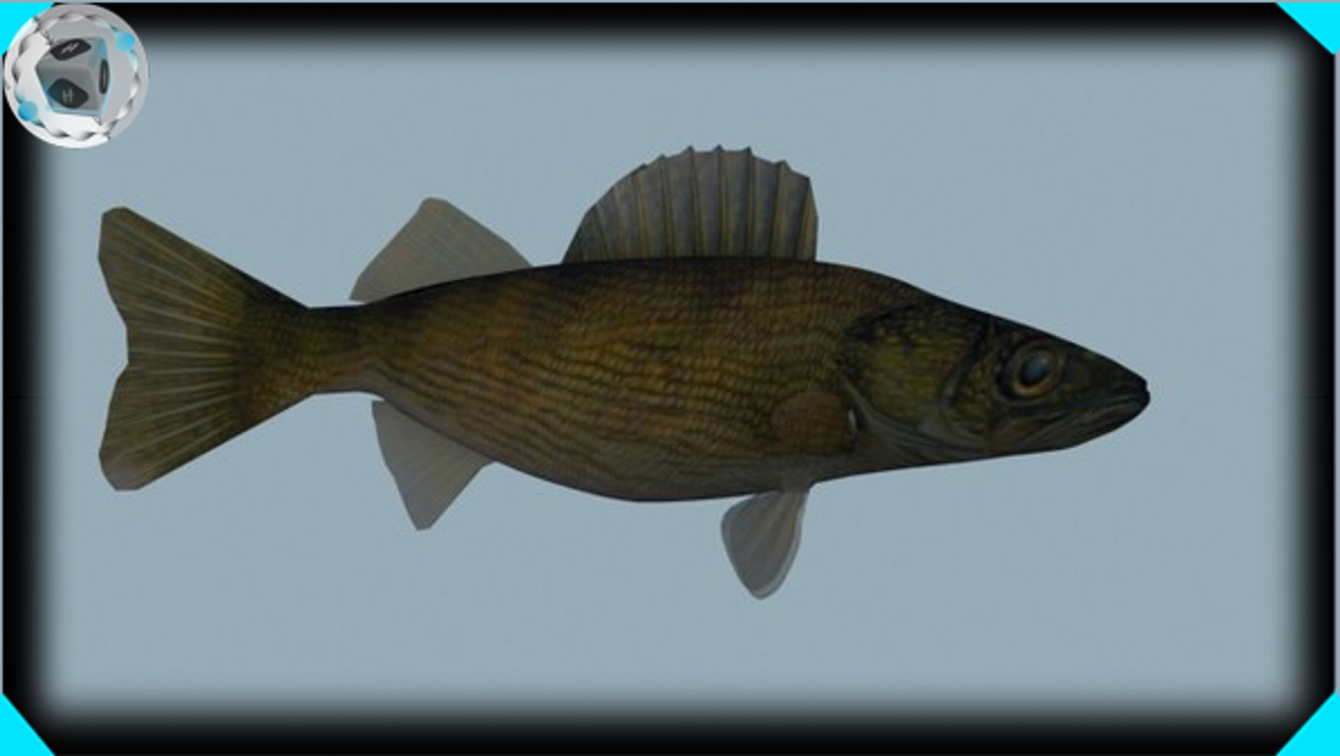 Walleye Fish 3d Model