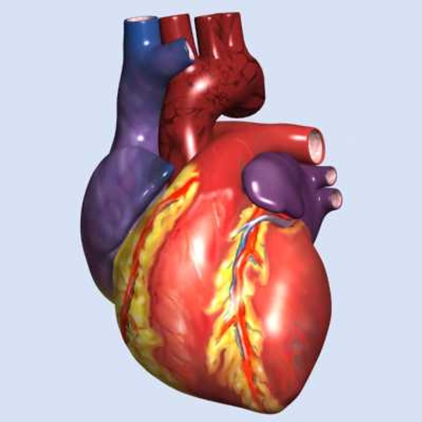 modelo 3d Corazón humano con interior (máximo) - TurboSquid 243752
