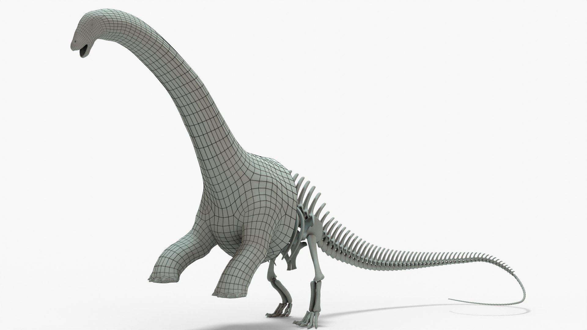 modelo 3d Esqueleto de malla base aparejado de Brontosaurio ...