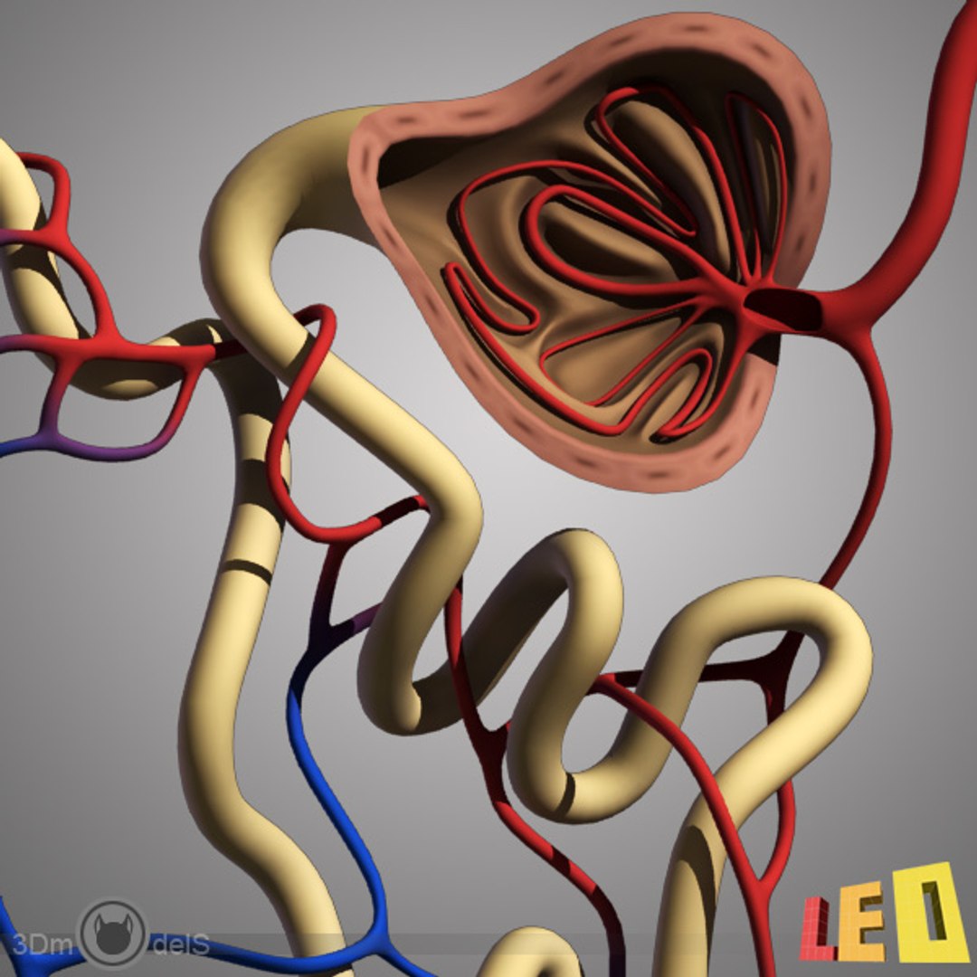 3dsmax Nephron