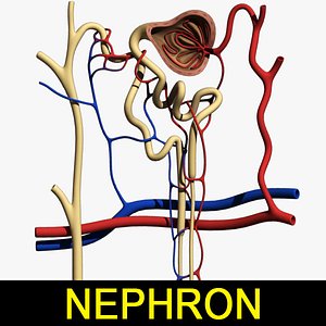 3d nephron