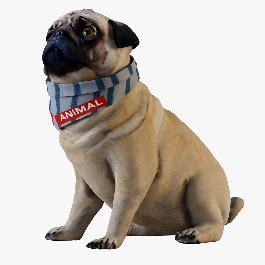 Pug Dog Max