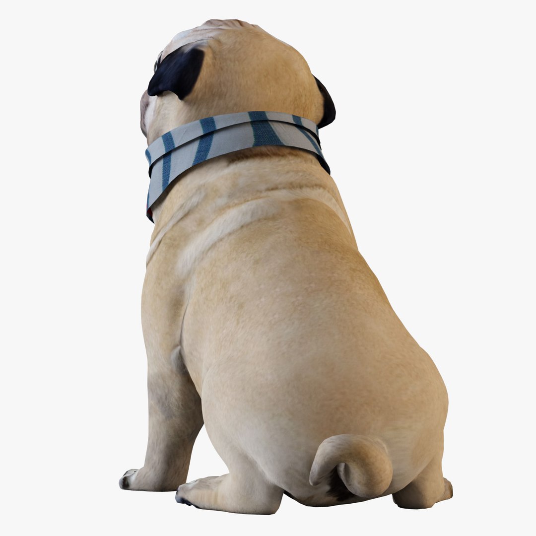 Pug Dog Max