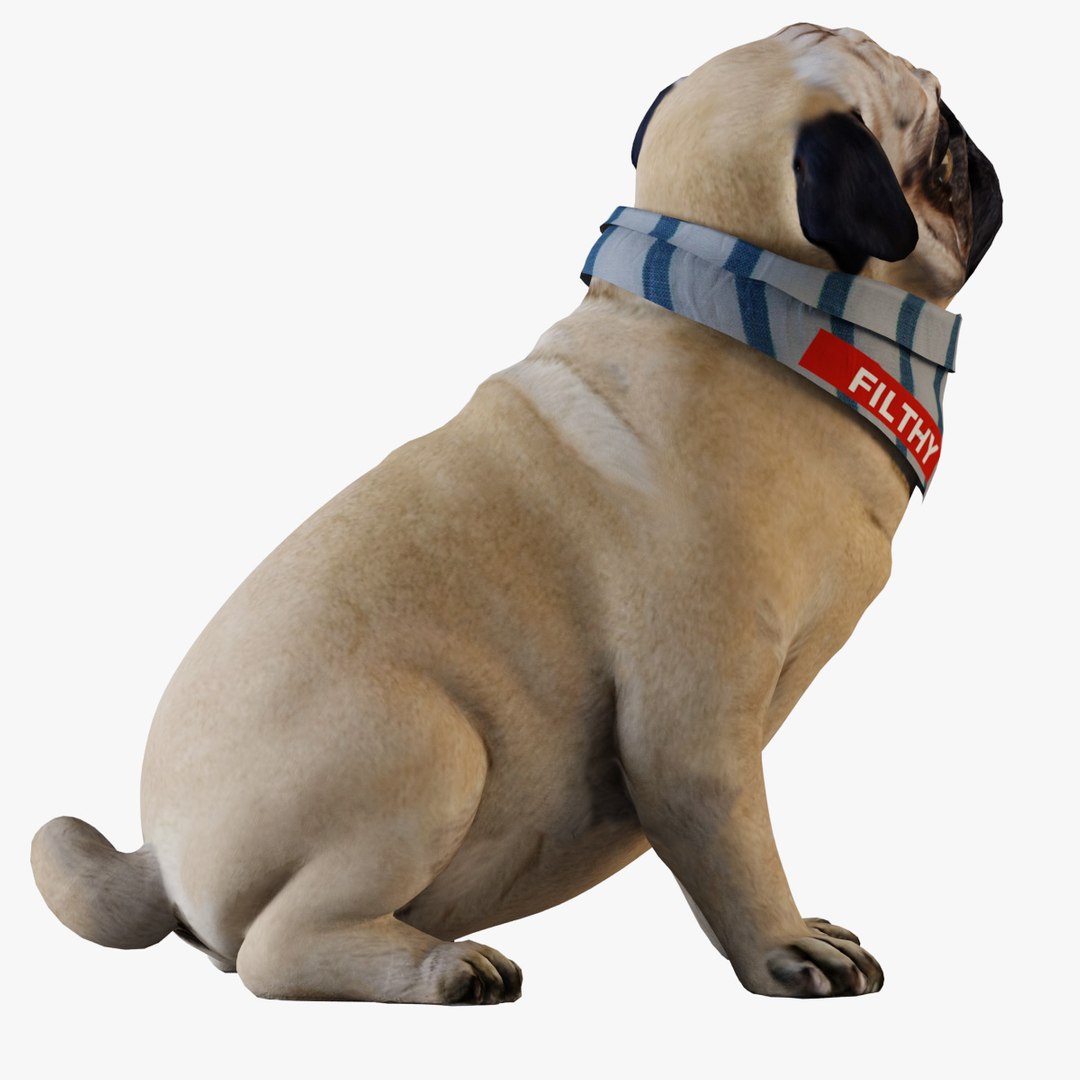 Pug Dog Max