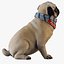 Pug Dog Max