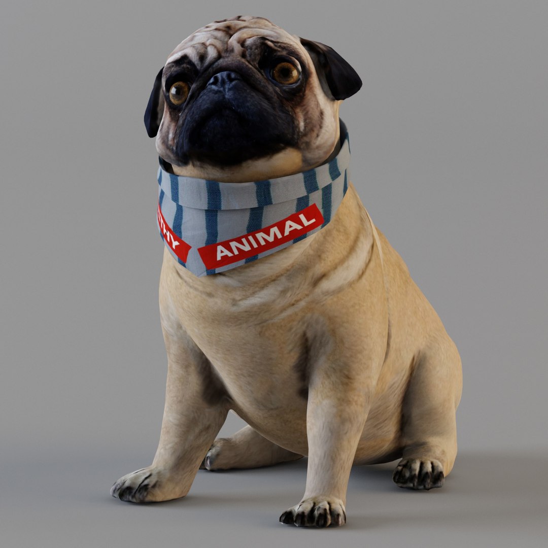 Pug Dog Max