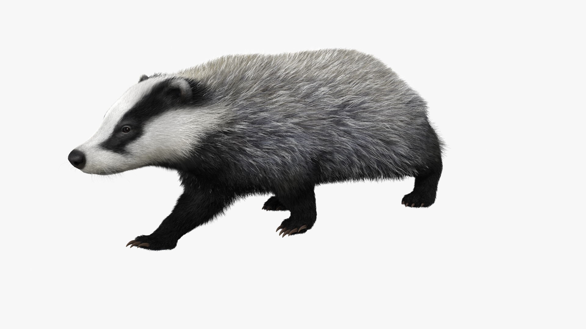 Walking Badger 3D model - TurboSquid 2081352