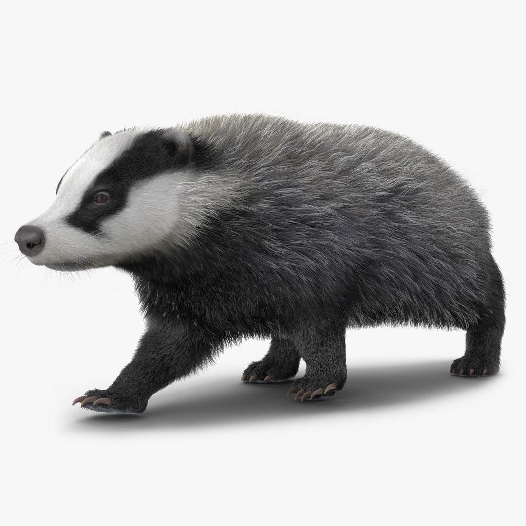 Walking Badger 3D model - TurboSquid 2081352