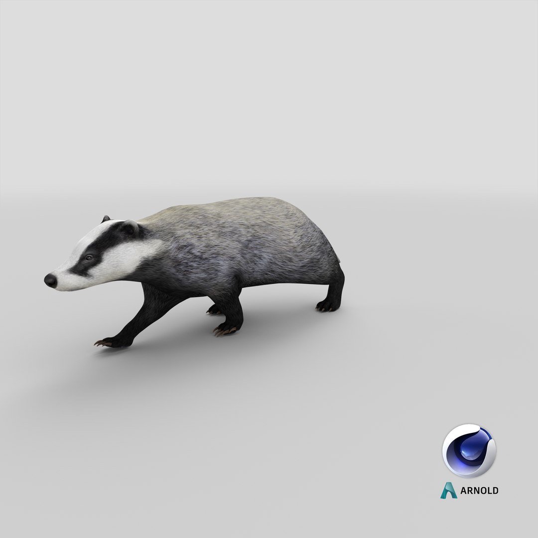 Walking Badger 3D Model - TurboSquid 2081352