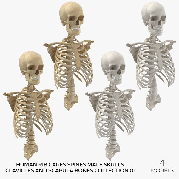 Human Skeleton 3D Models for Download | TurboSquid