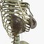 Ultimate Complete Female Torso 3d Model