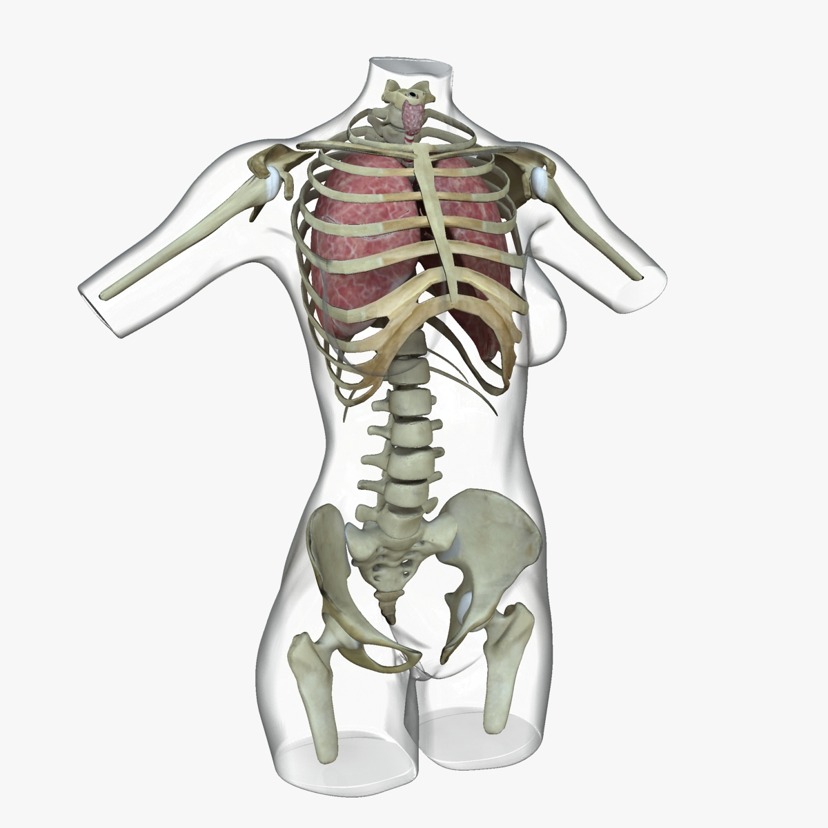 ultimate complete female torso 3d model