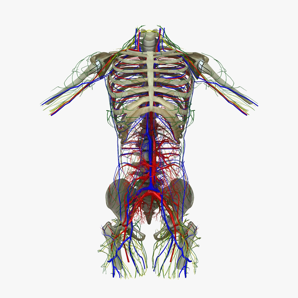 ultimate complete female torso 3d model