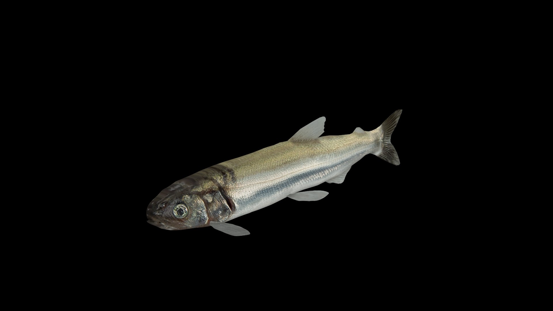 3D Model Eulachon Aka Candlefish Fish - TurboSquid 1294527