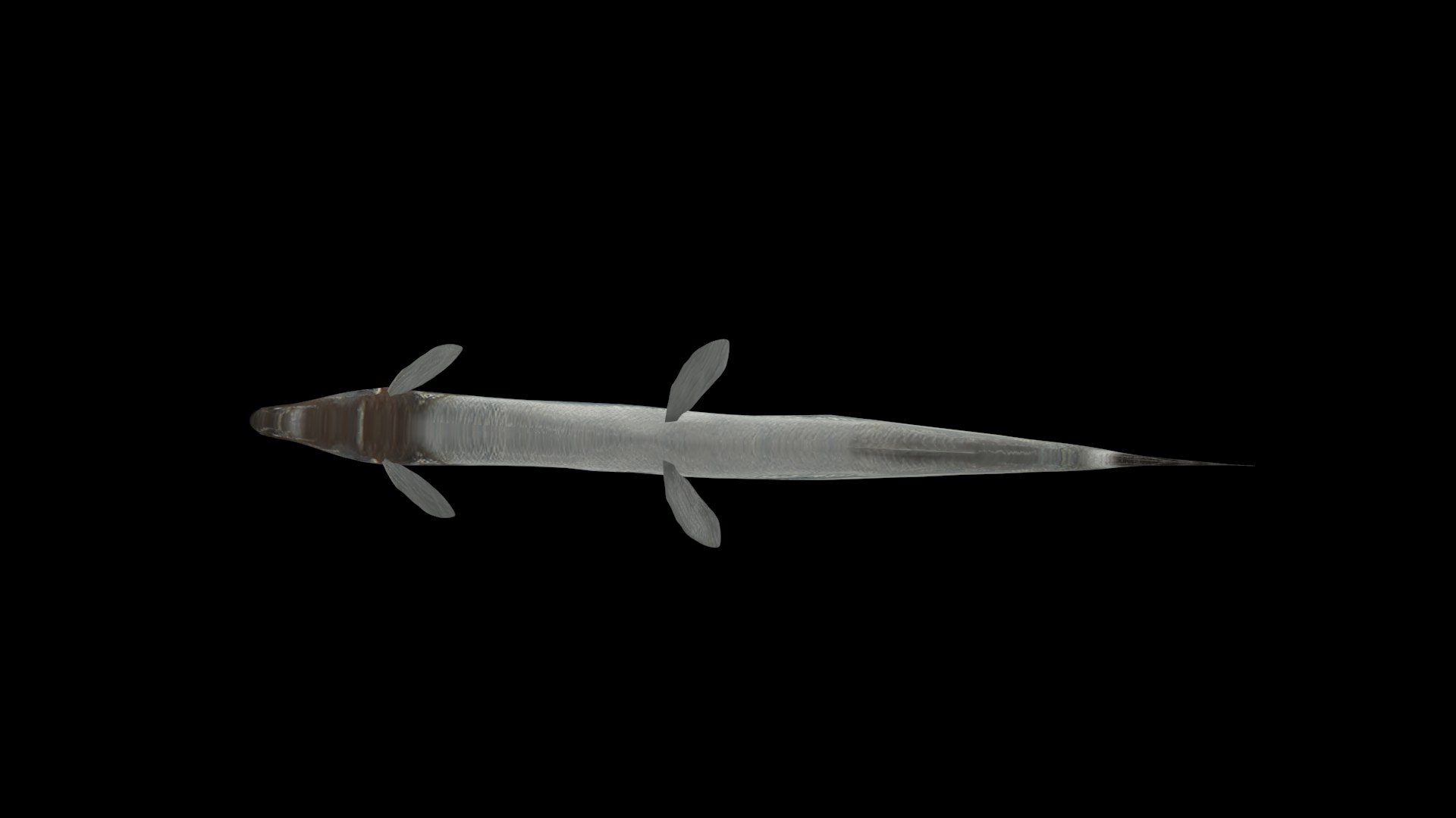 3D Model Eulachon Aka Candlefish Fish - TurboSquid 1294527