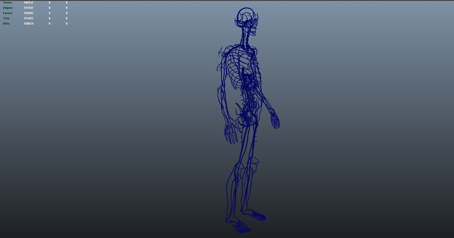 Skeleton Veins 3D Model - TurboSquid 1218004