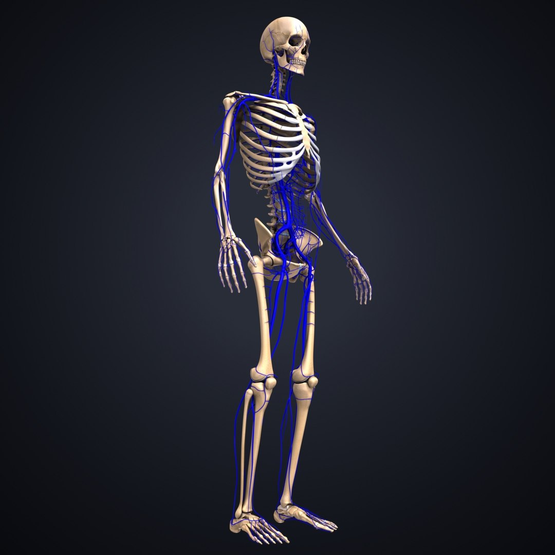 Skeleton Veins 3D Model - TurboSquid 1218004