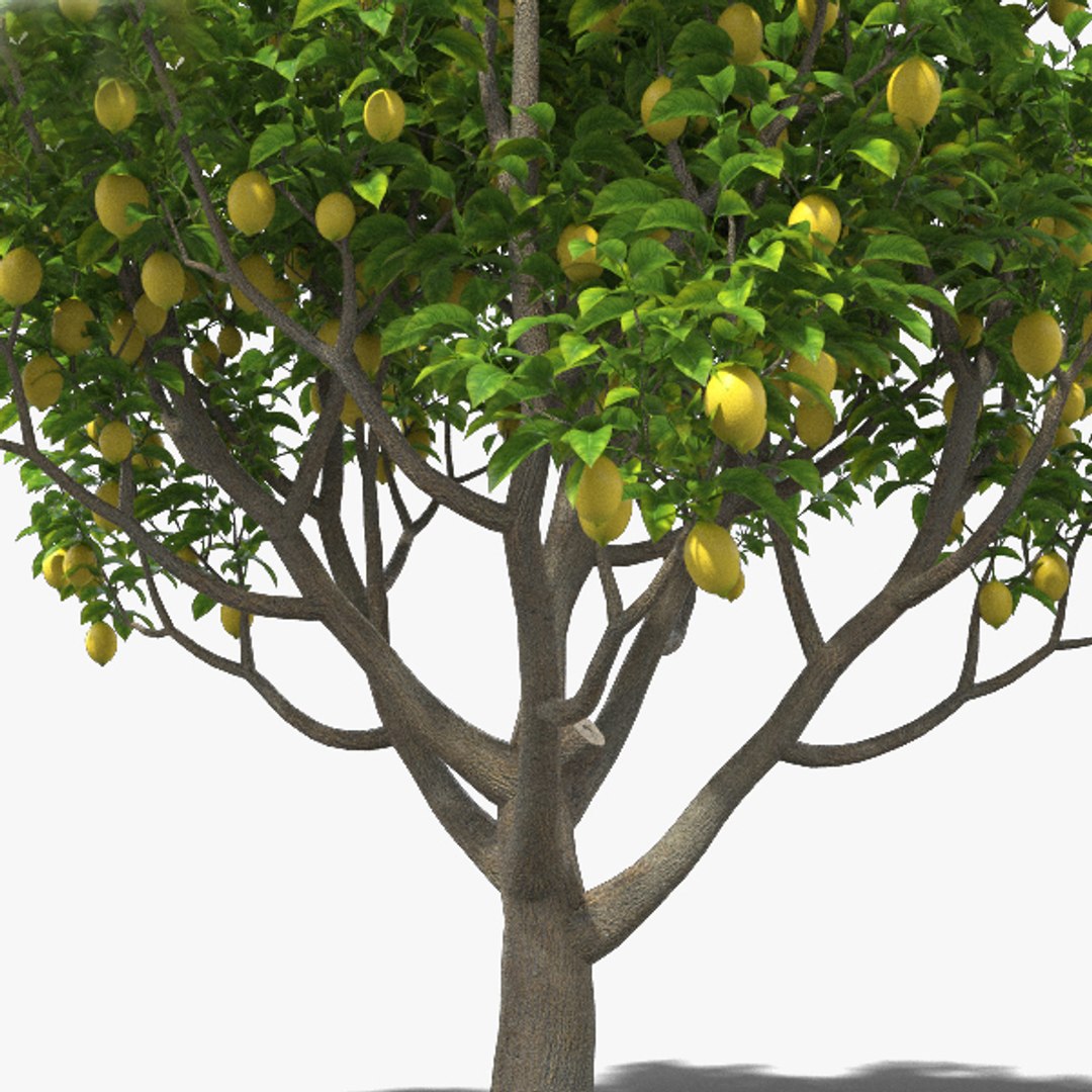 3D model lemon tree - TurboSquid 1501581