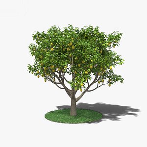 Lemon Tree 3D Models for Download | TurboSquid