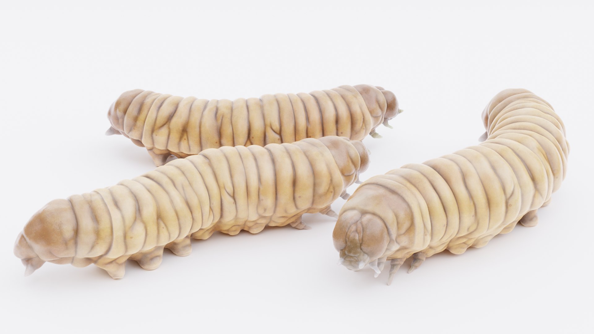 3D Model Wax Worms - TurboSquid 2117782