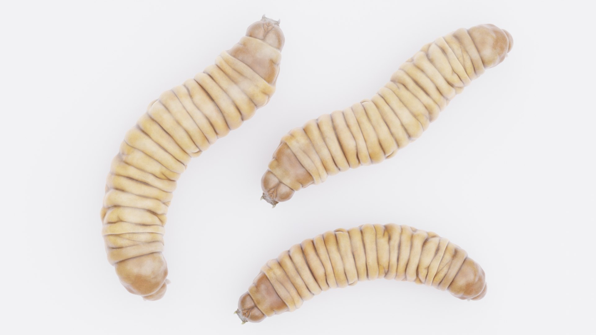 3D Model Wax Worms - TurboSquid 2117782