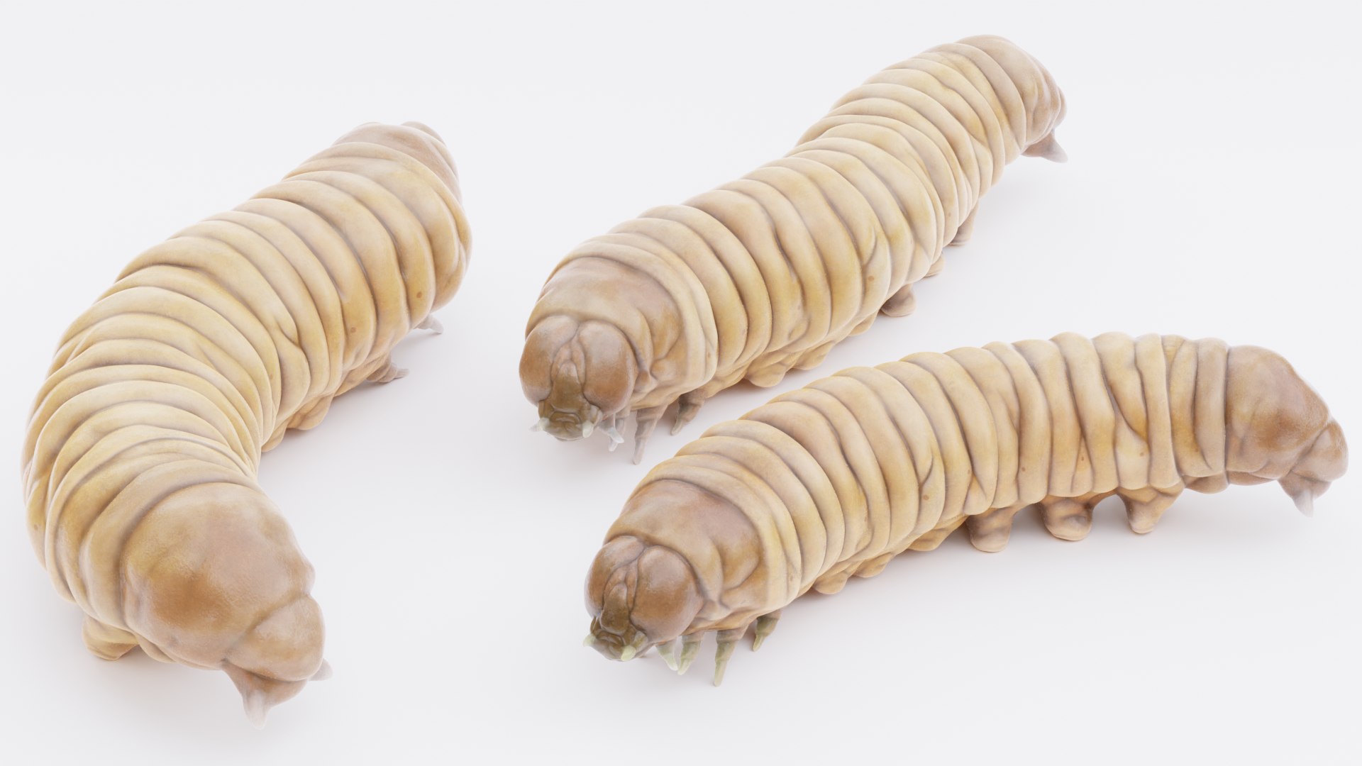 3D Model Wax Worms - TurboSquid 2117782