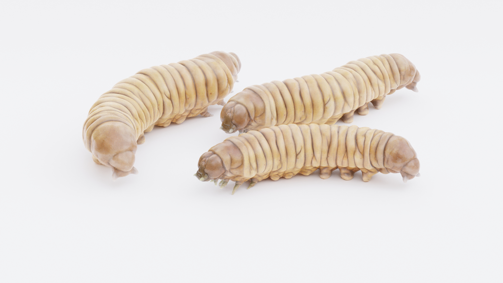 3D Model Wax Worms - TurboSquid 2117782