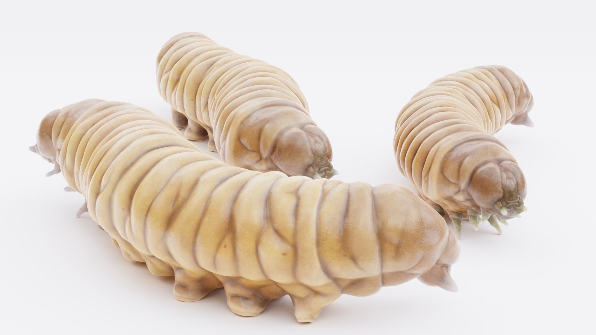 3D Model Wax Worms - TurboSquid 2117782