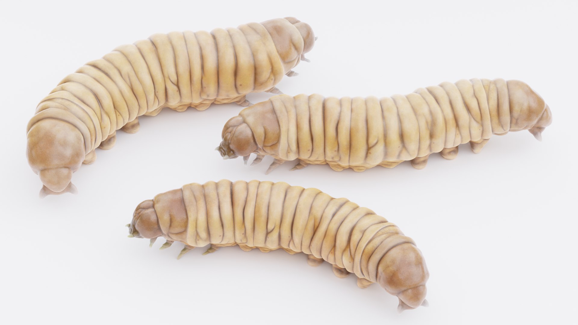 3D Model Wax Worms - TurboSquid 2117782