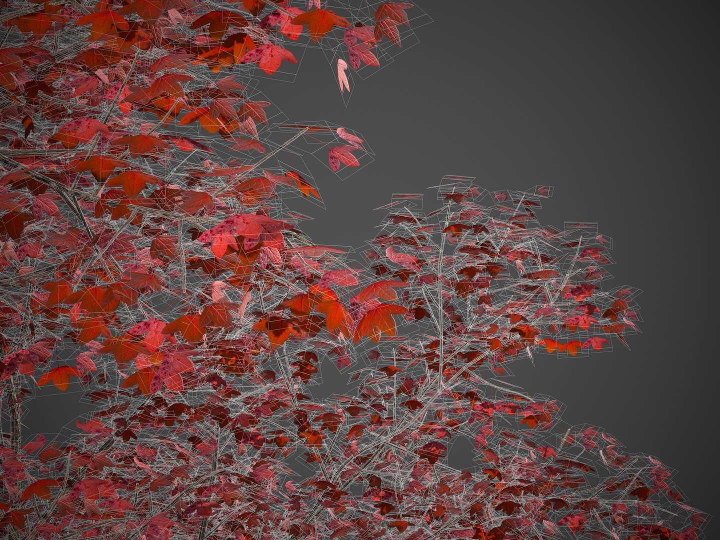 2021 PBR Montpelier Maple Collection - Acer Monspessulanum model ...