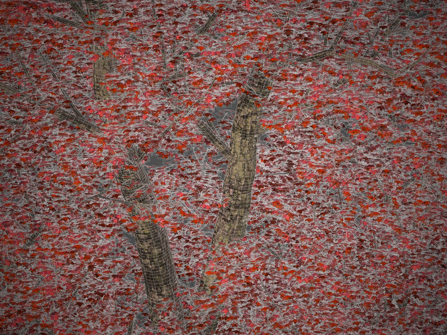 2021 PBR Montpelier Maple Collection - Acer Monspessulanum model ...