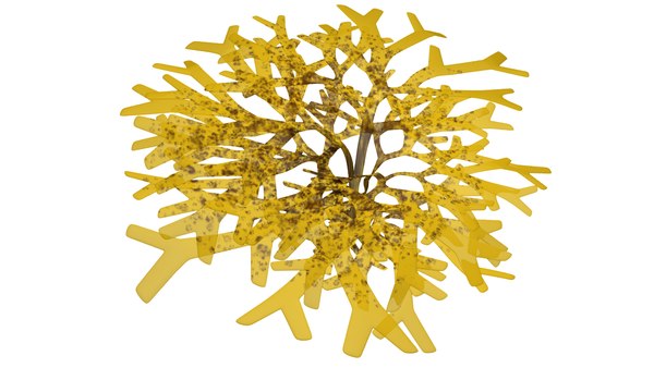 3D Algae Models | TurboSquid