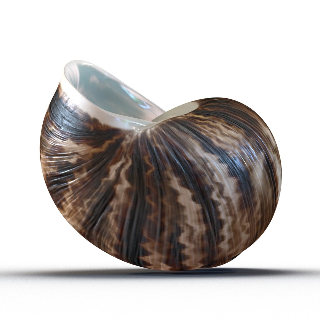 3ds Marginata Shell 2